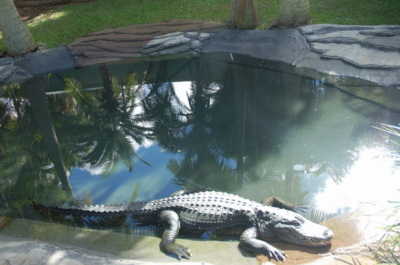 A-DAY-AT-STEVE-IRWINS-AUSTRALIA-ZOO